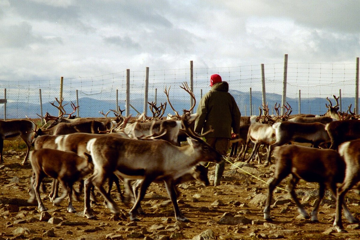 Killing Reindeer: A Spatial Analysis of Nordic States and Nomadic Forms ...